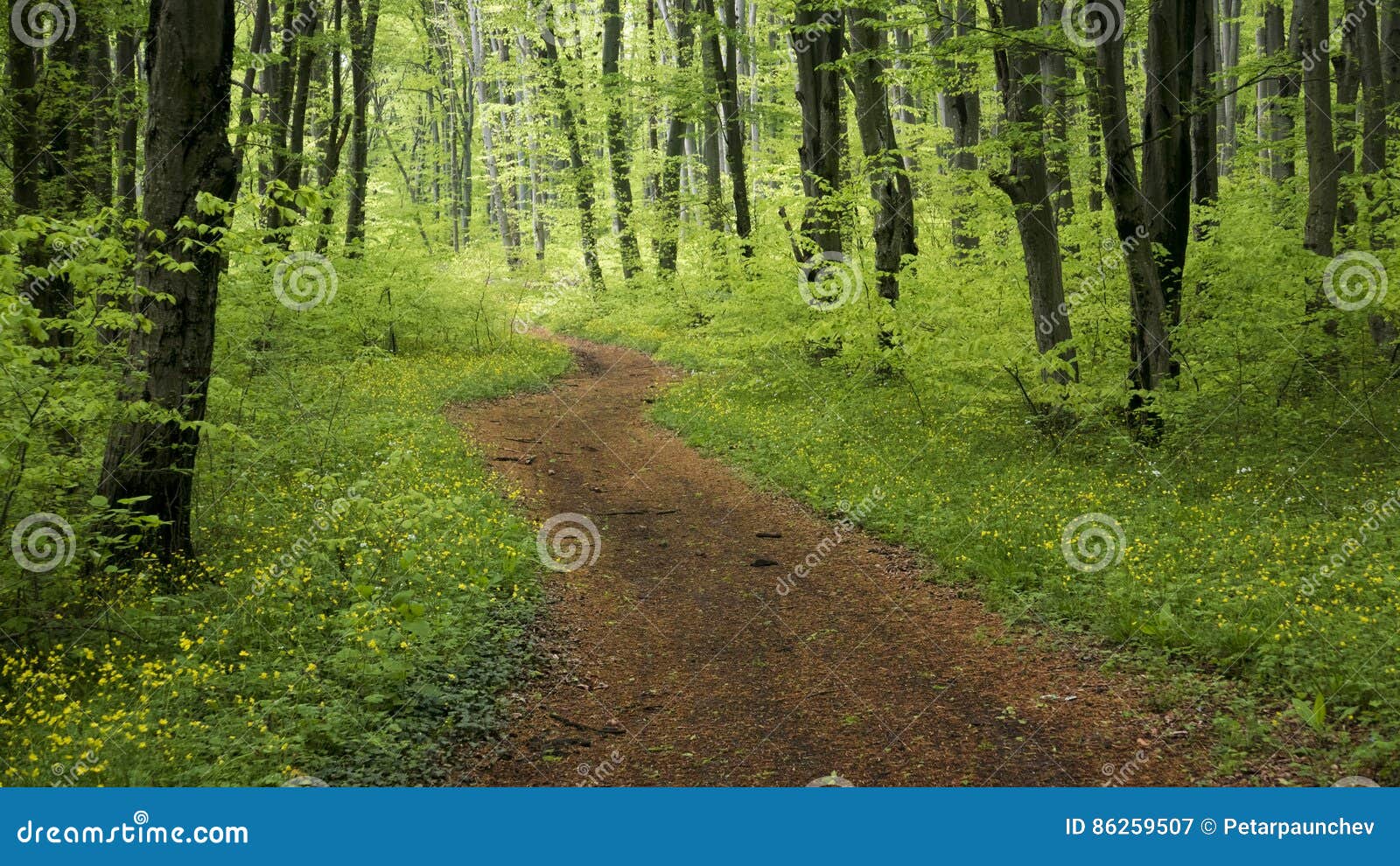 1,087 Magical Landscape Lane Stock Photos - Free & Royalty-Free Stock ...