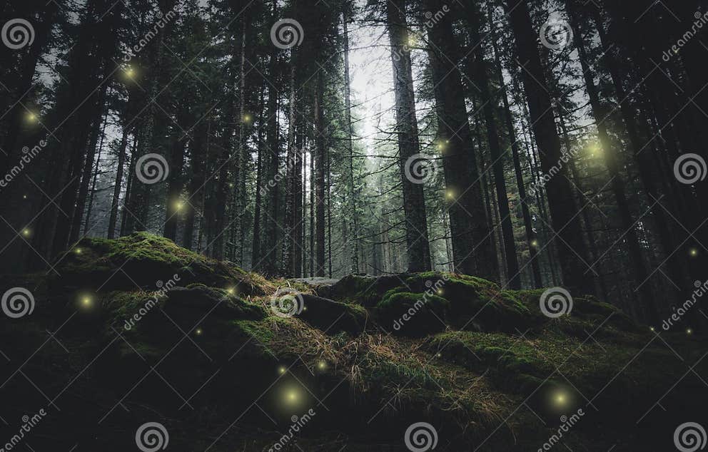 Magical Lights in Pine Tree Forest Stock Photo - Image of mountain ...