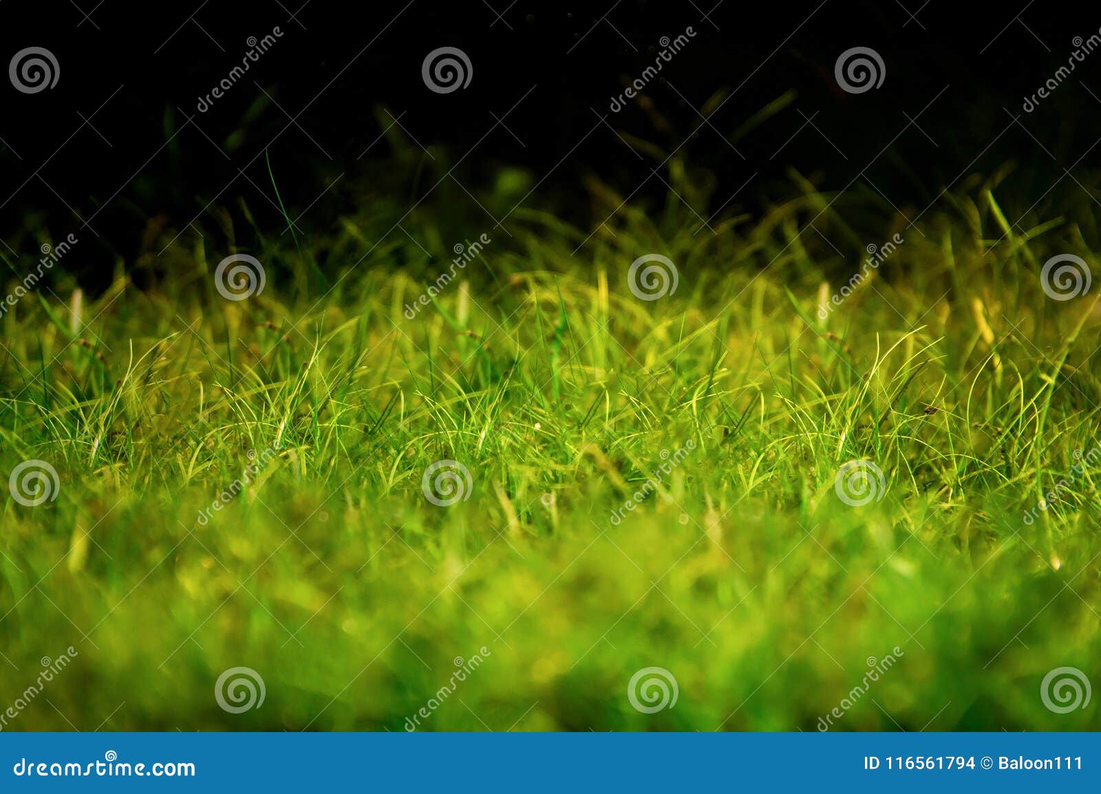 Magical looking grass stock photo. Image of closeup - 116561794