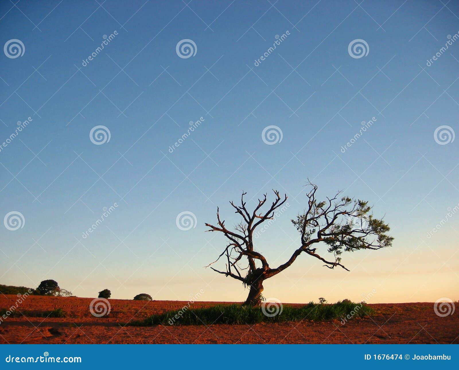 The Magical Mango Tree stock photo. Image of lifeless - 1676474