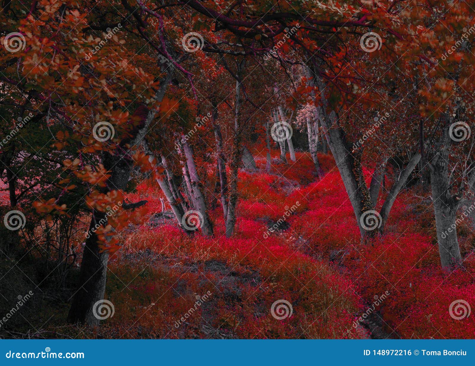Magical Mystical Forest. Fairy Tale Trails of the Woods Stock Photo ...