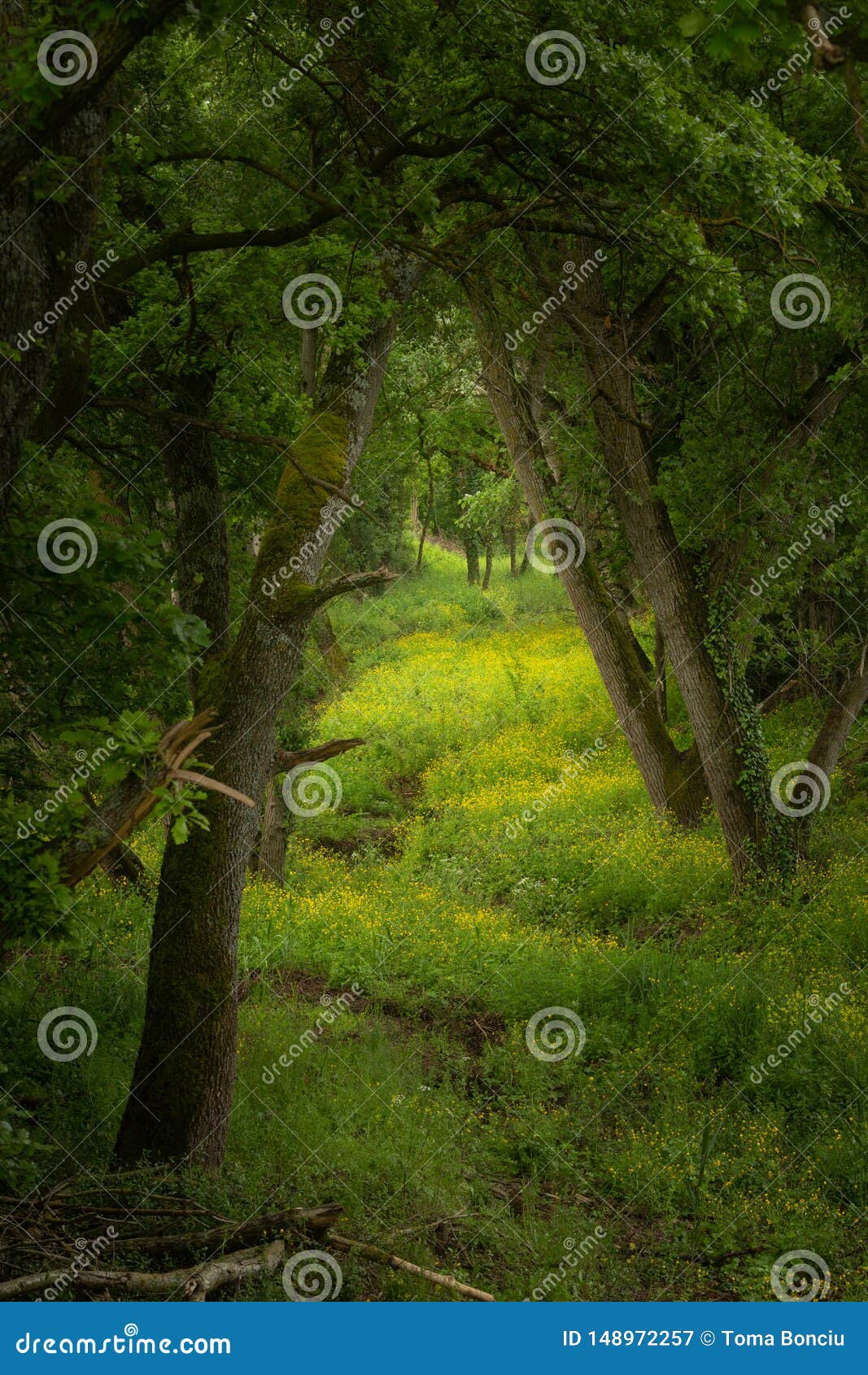 Magical Mystical Forest. Fairy Tale Trails of the Woods Stock Image ...