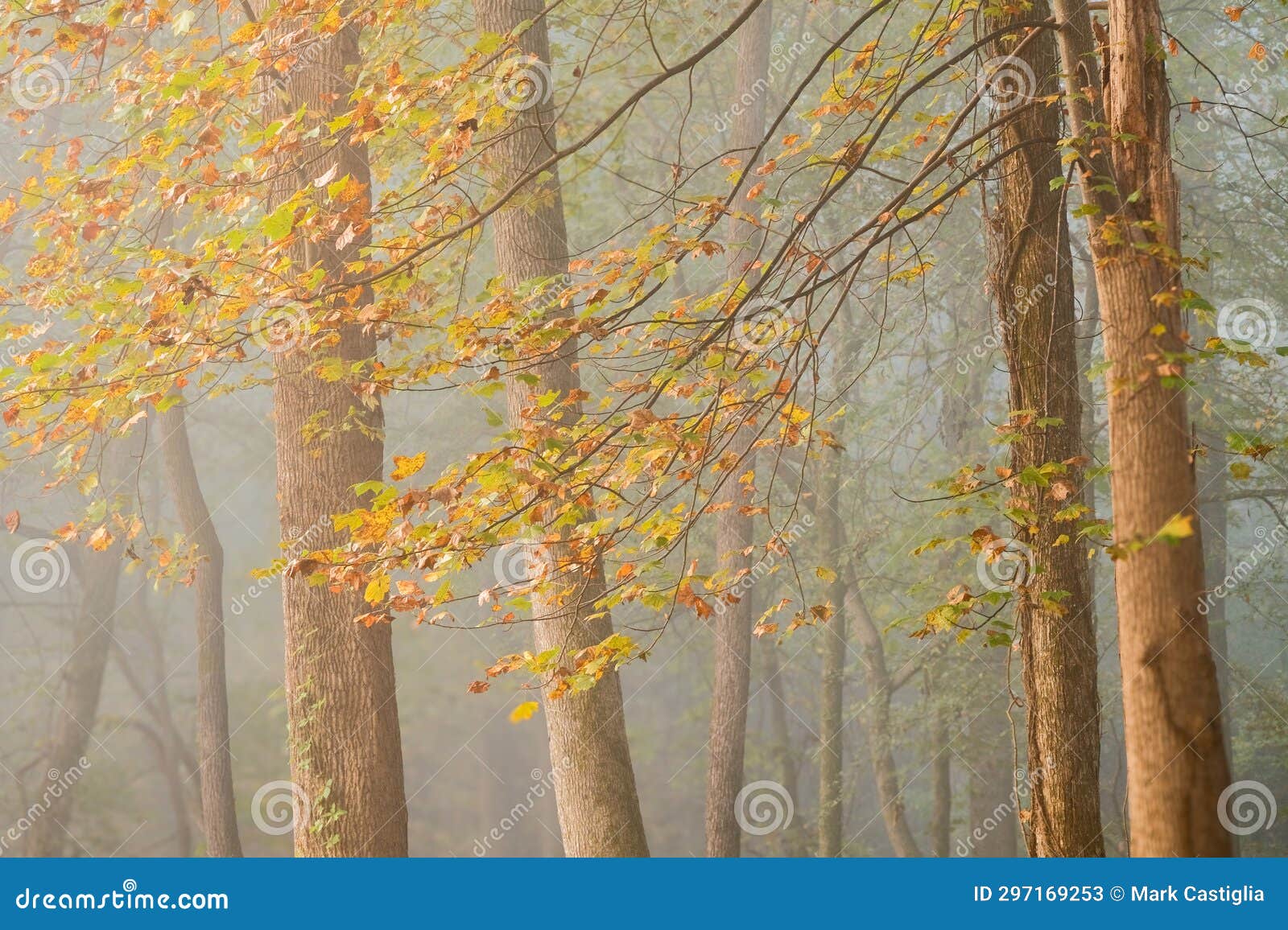 Magical Misty Forest with Turning Fall Foliage Stock Image - Image of ...