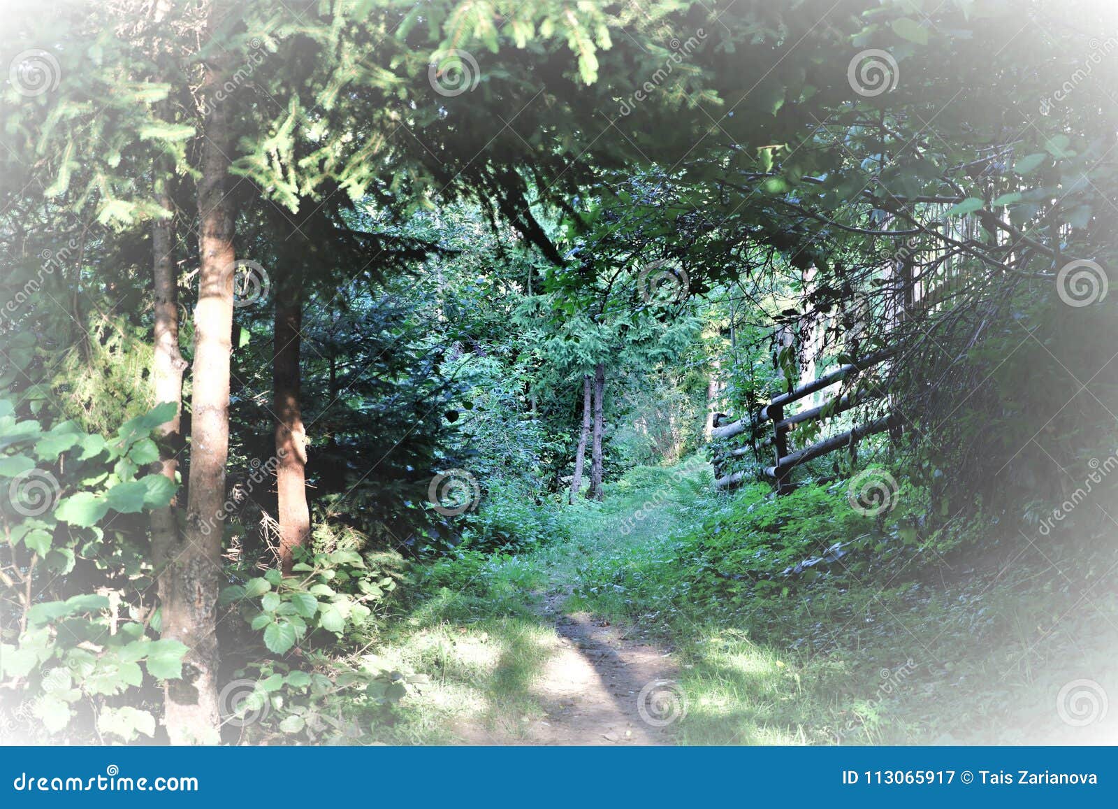 Magical Mysterious Path, Path in Dark Undergrowth. the Path through the ...
