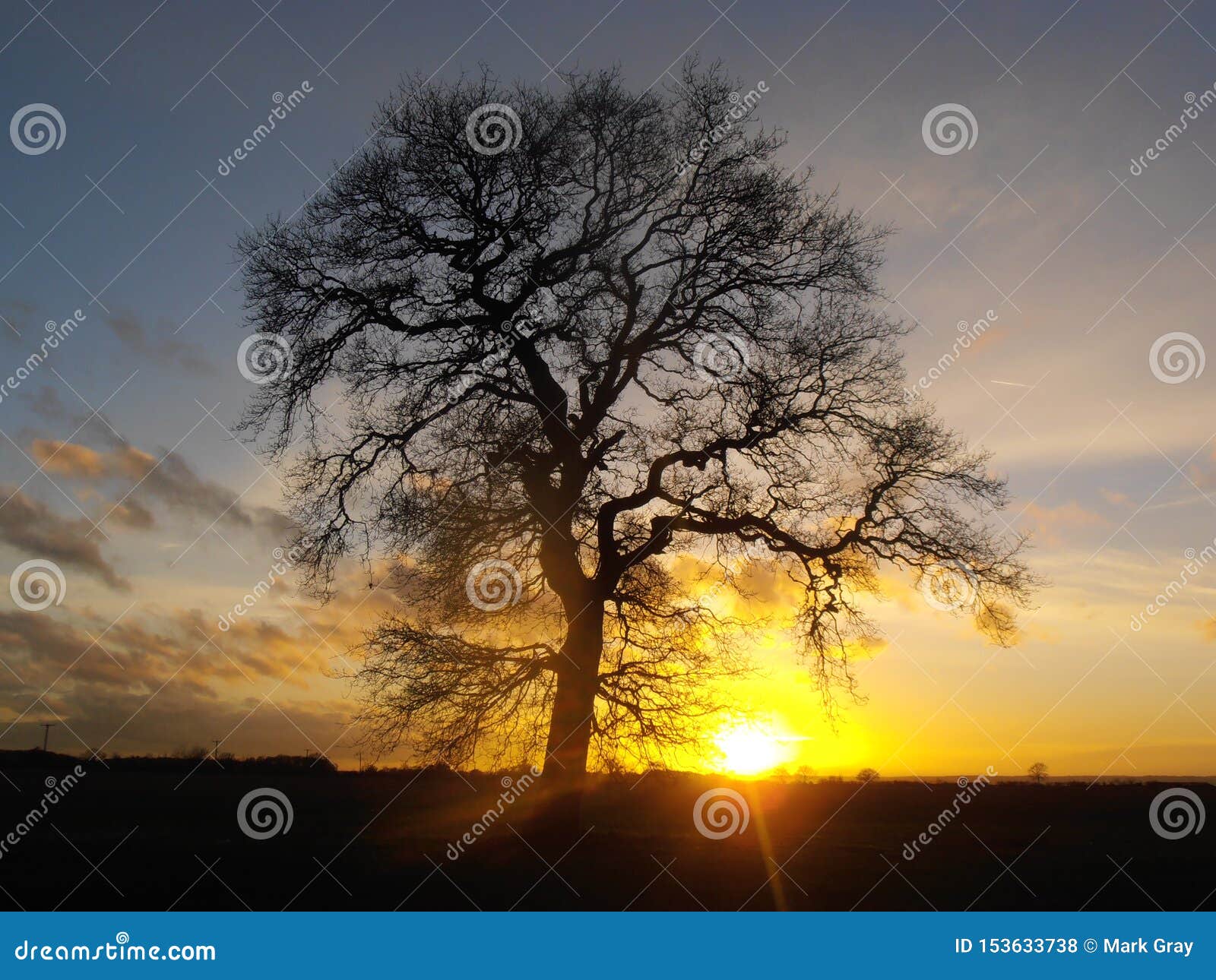 A Magical Oaktree stock photo. Image of oaktree, sunset - 153633738