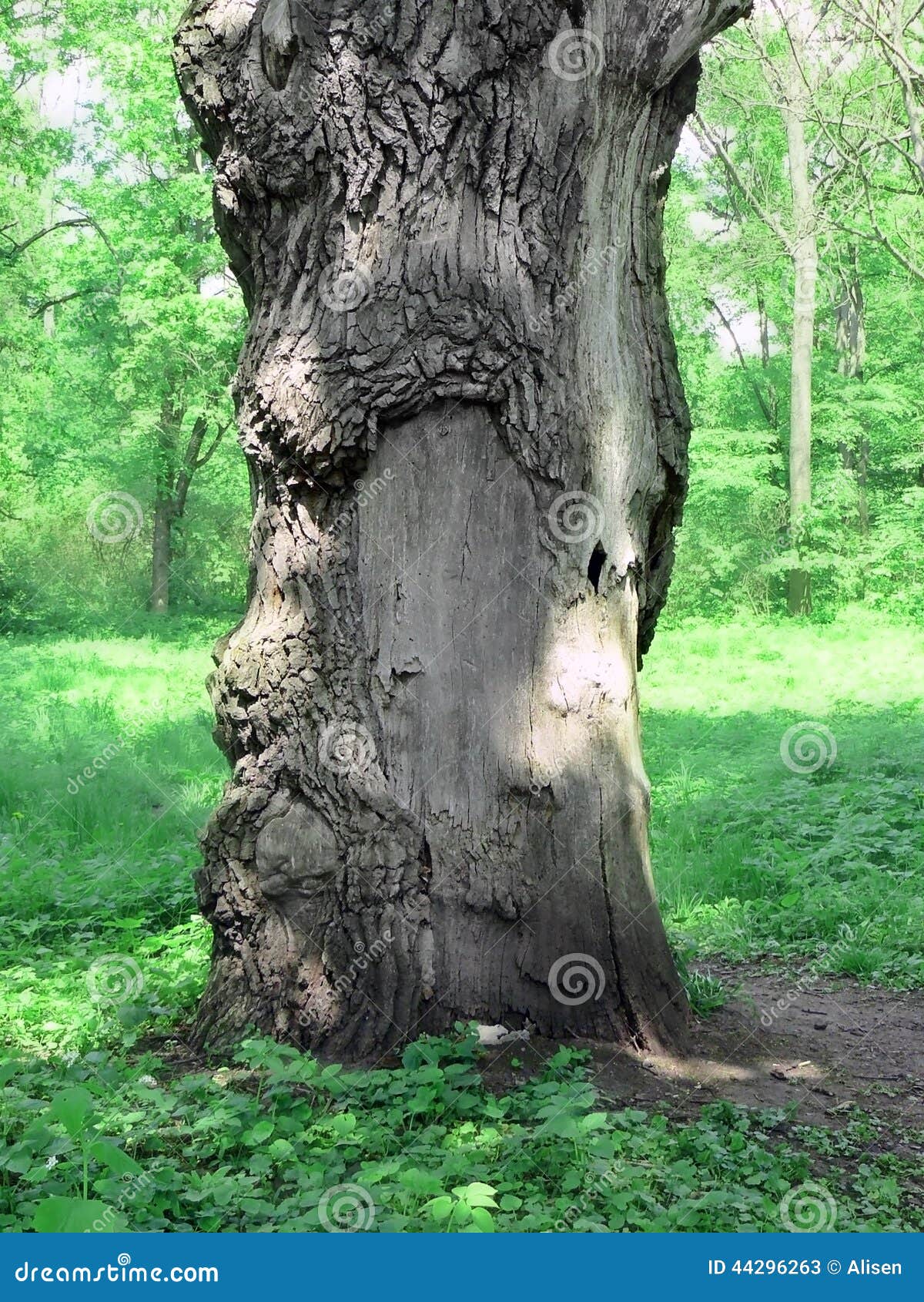 Magical old oak stock image. Image of arboretum, input - 44296263