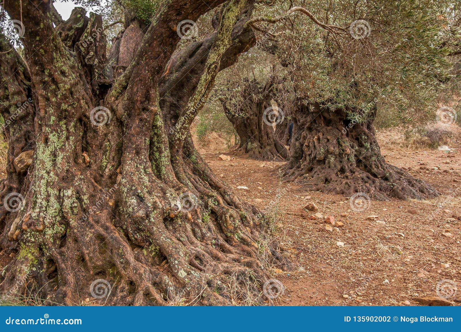 Magical Old Olive Trees, Olive Grove,botany Stock Photo - Image of ...