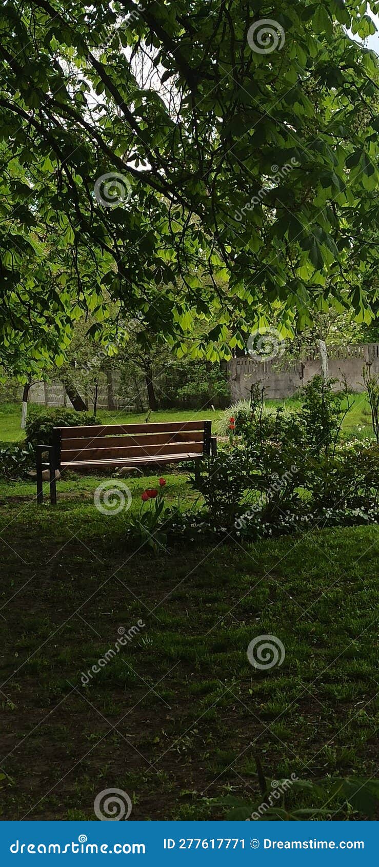 Magical Park and Bench Flowers Tree Stock Image - Image of magical ...