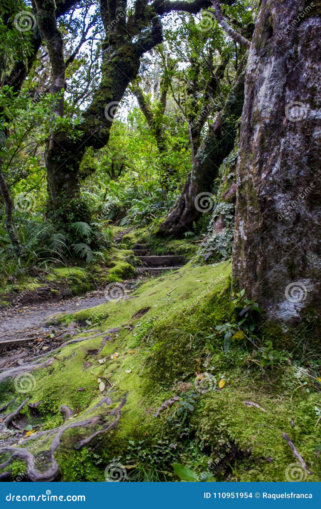 Magical Path in Enchanted Forest Stock Photo - Image of environmental ...