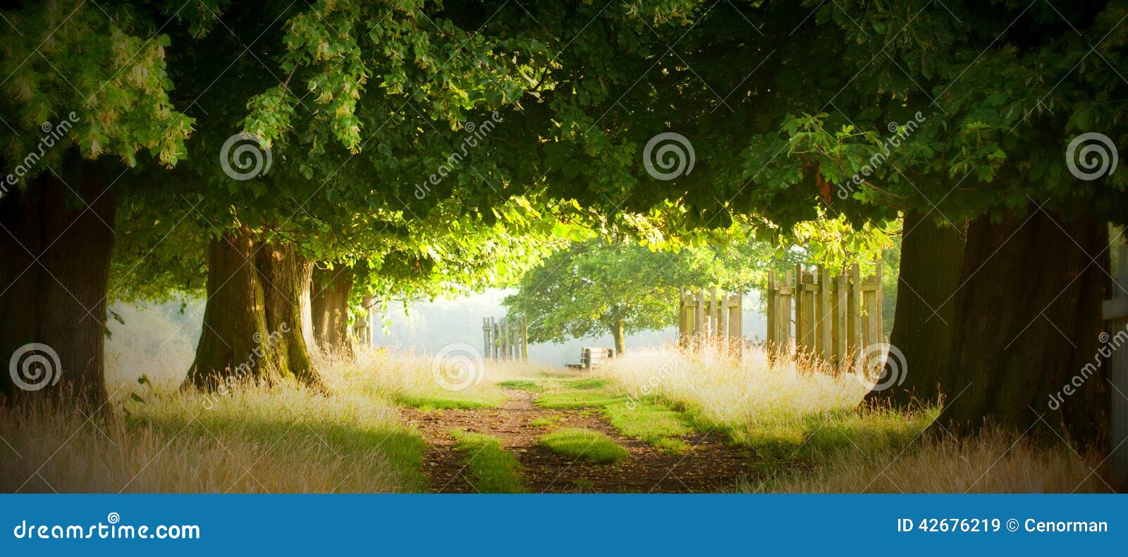 Magical pathway stock image. Image of chestnut, morning - 42676219