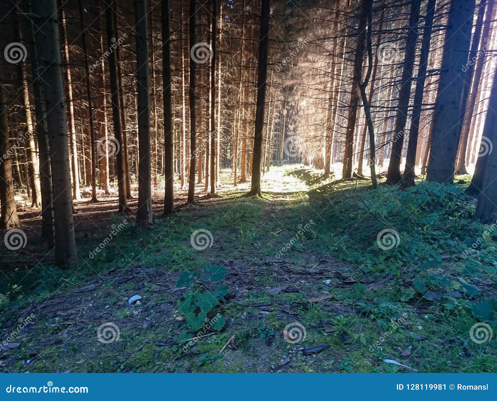 Magical Pathway through a Thick Forest Glowing by Sunlight. the Path ...