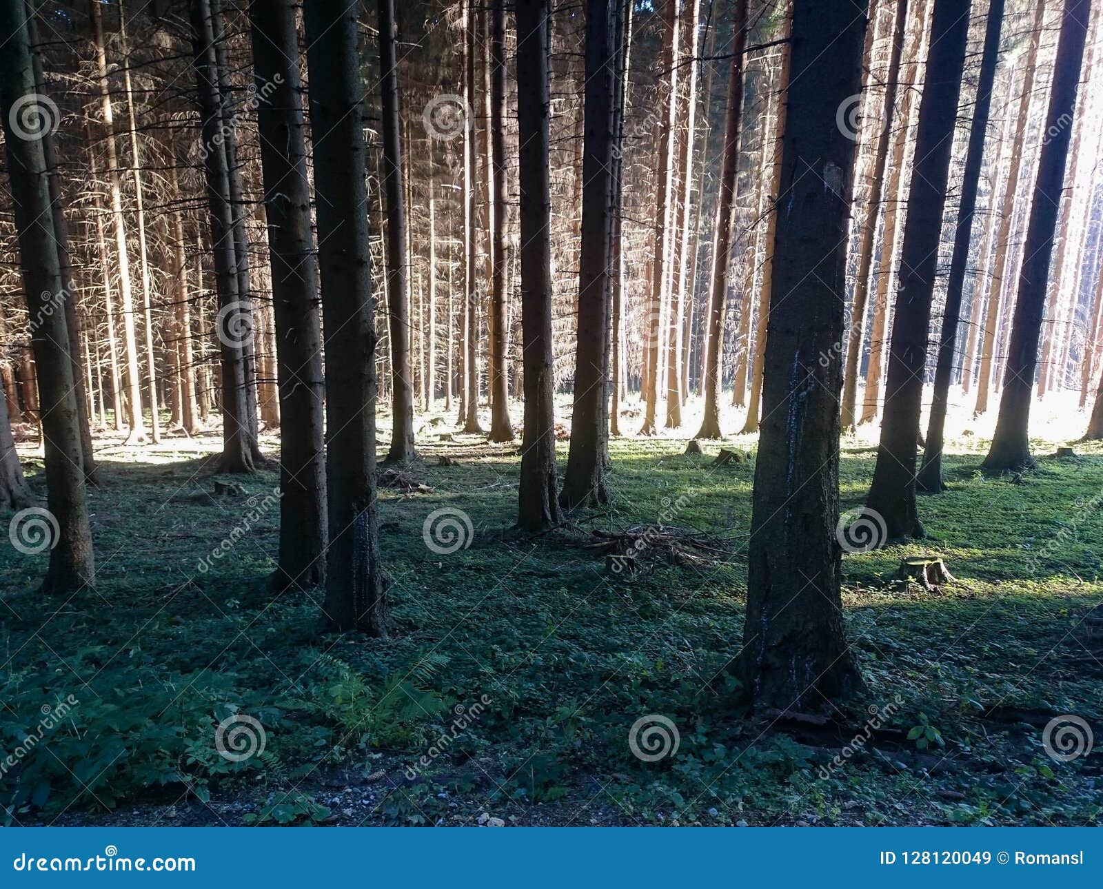 Magical Pathway through a Thick Forest Glowing by Sunlight. the Path ...