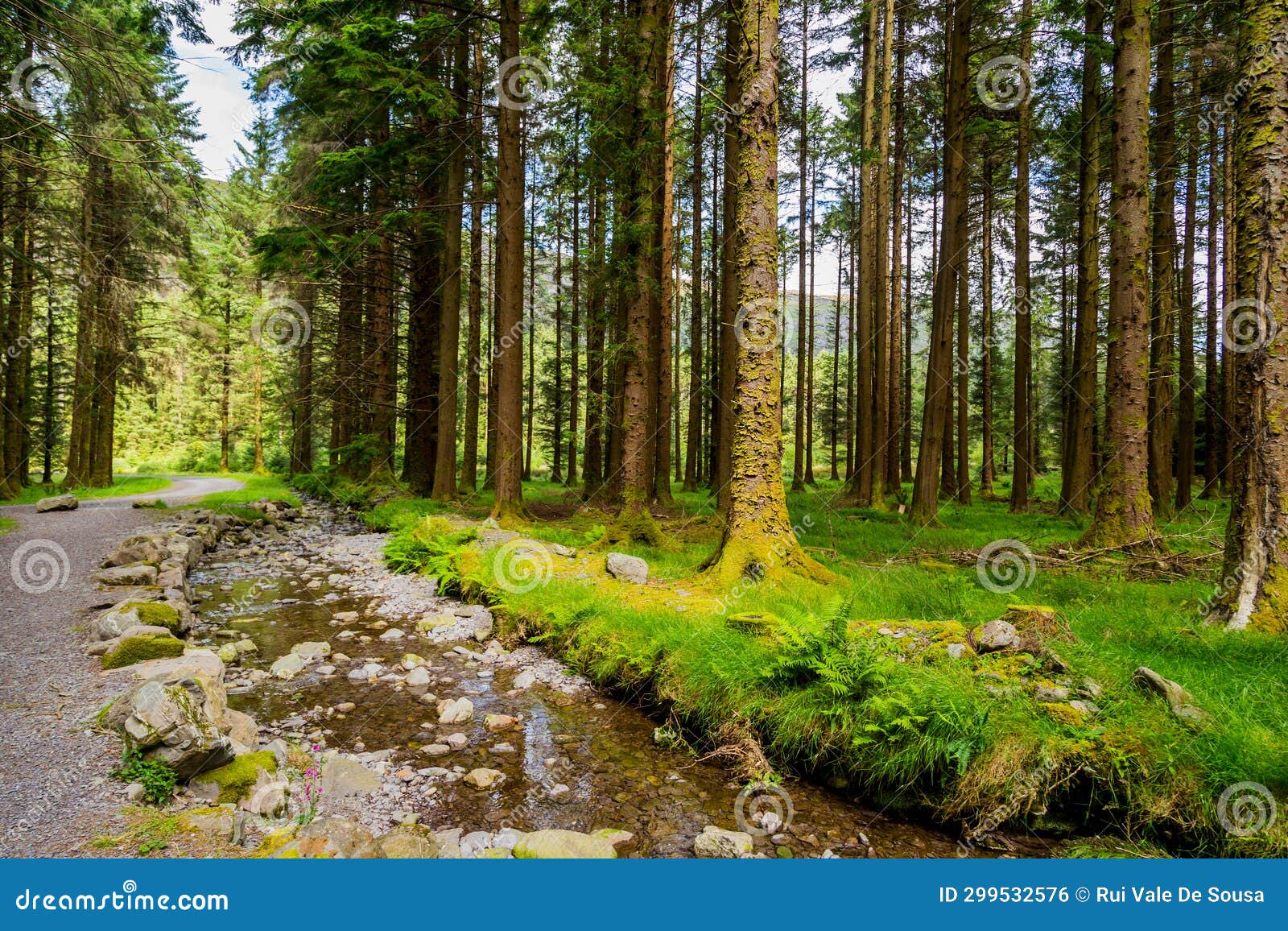 A magical pine tree forest stock photo. Image of path - 299532576