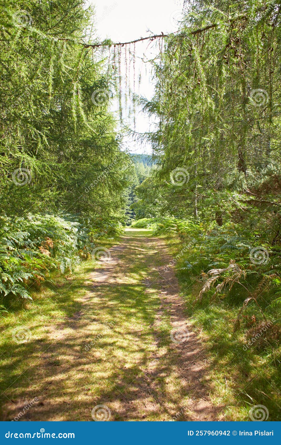 A Magical Pine Tree Forest during the Day with Moss and Grass. Stock ...
