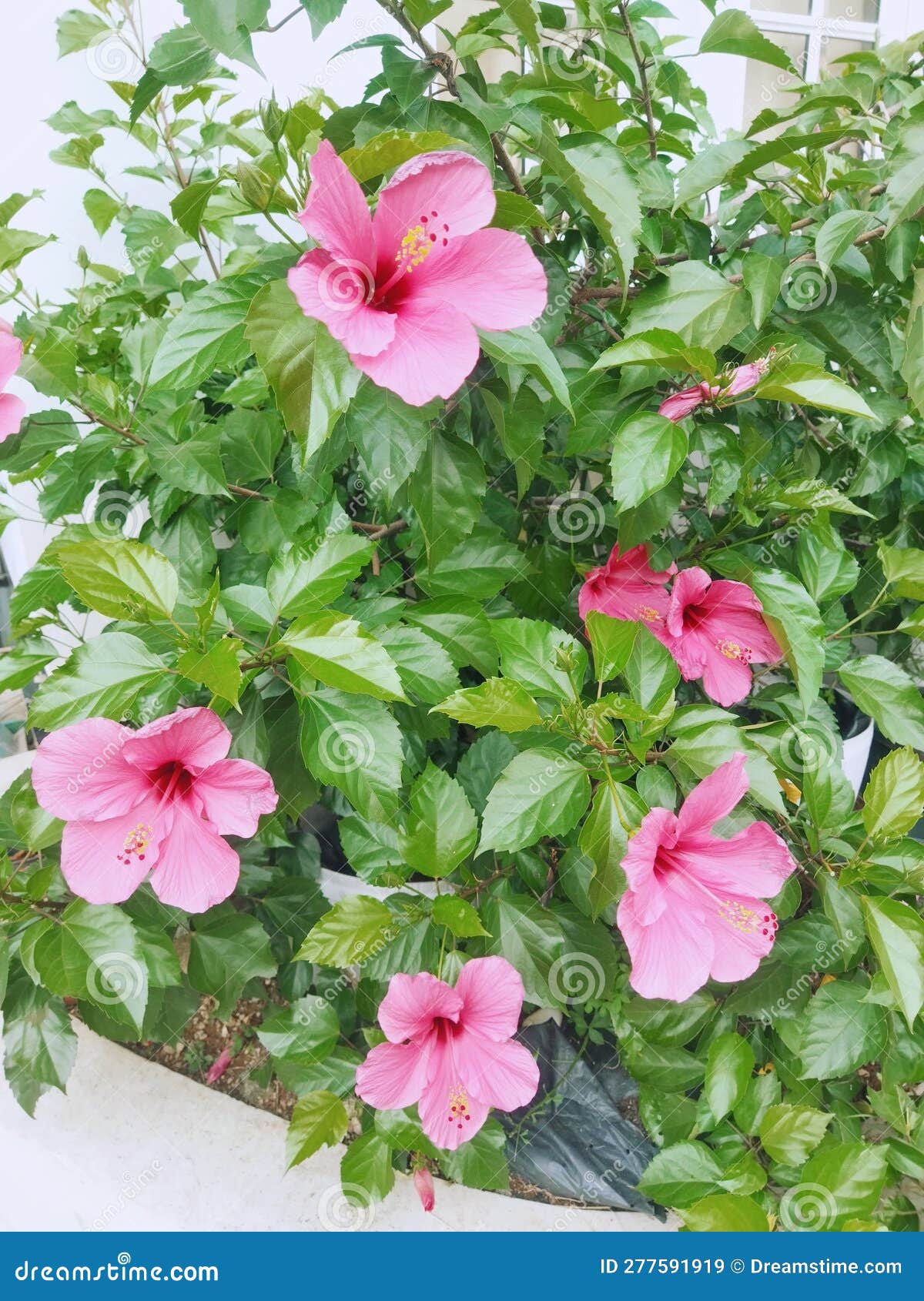 A magical pinky flowers stock image. Image of garden - 277591919