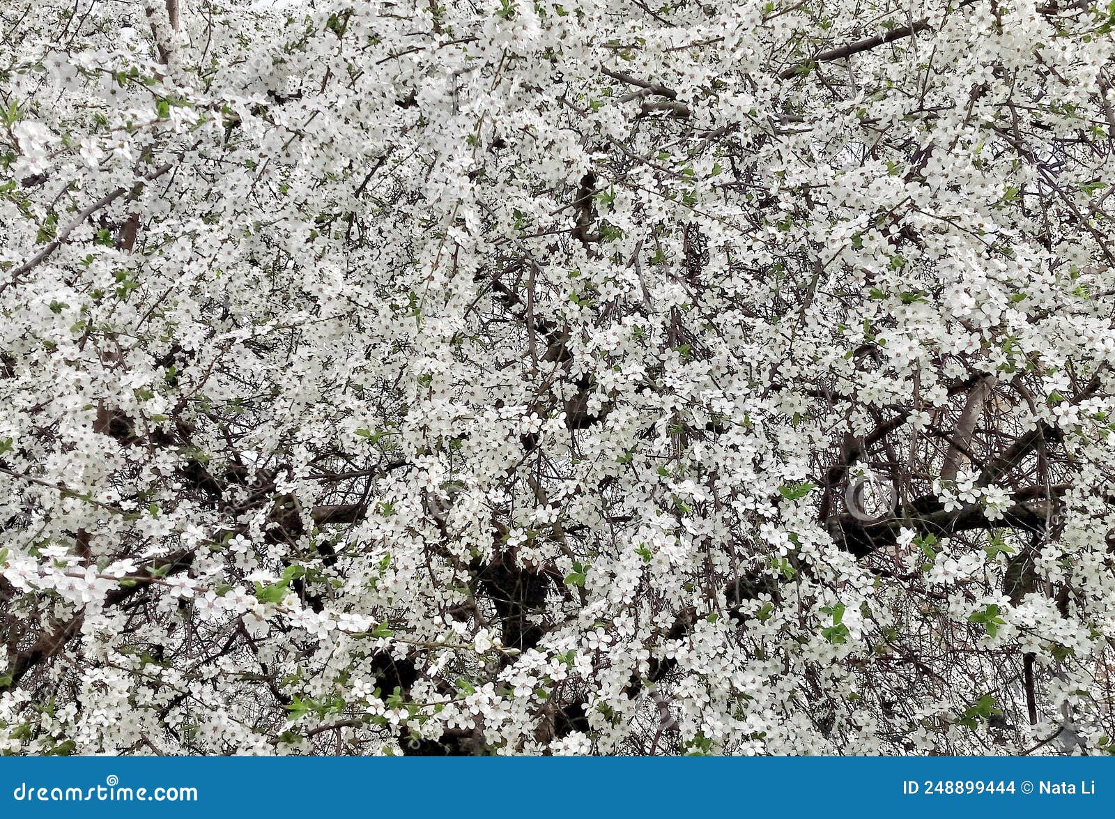 Magical Plum Blossom Texture Stock Photo - Image of spring, flower ...