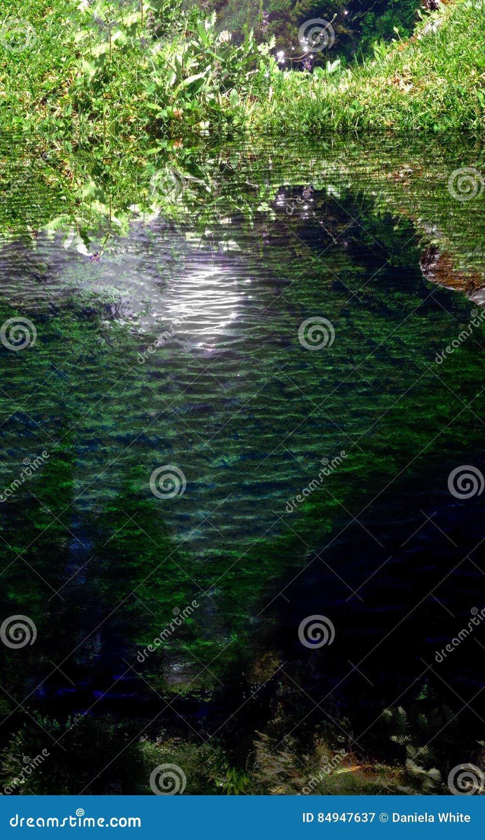 Magical pond stock image. Image of lush, vertical, solitary - 84947637