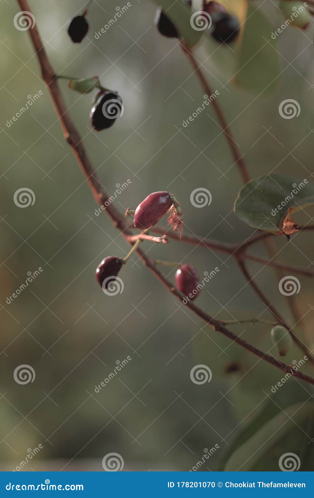 The Magical Powers of Nature Stock Photo - Image of sunset, close ...