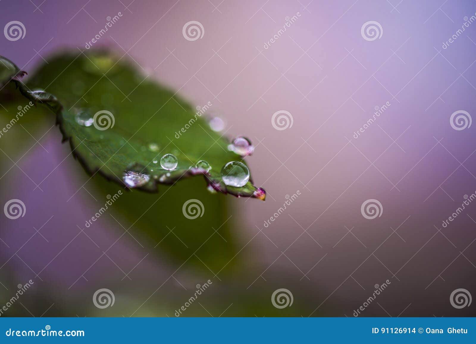 Magical rain drops stock photo. Image of flora, fresh - 91126914