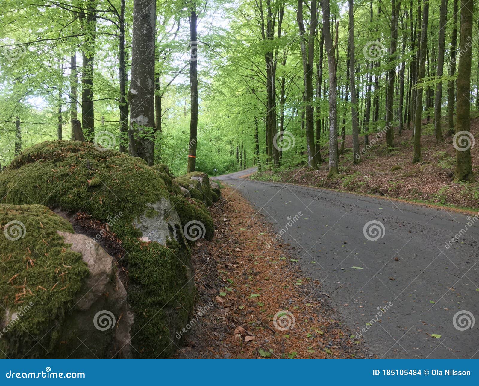 A magical road stock photo. Image of road, magical, forest - 185105484
