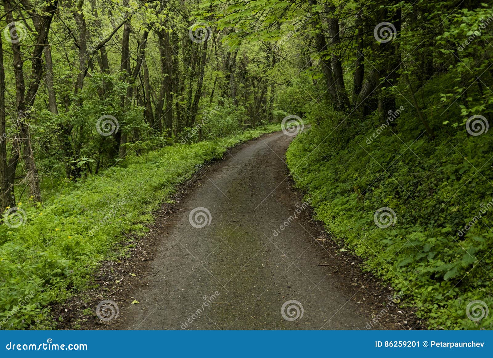 Magical road stock image. Image of nature, landscape - 86259201