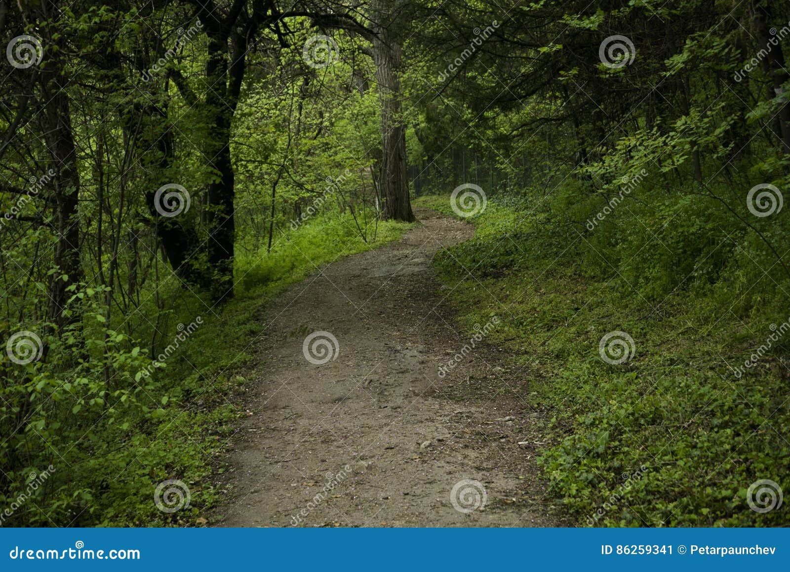 Magical road stock image. Image of forest, fairy, magic - 86259341