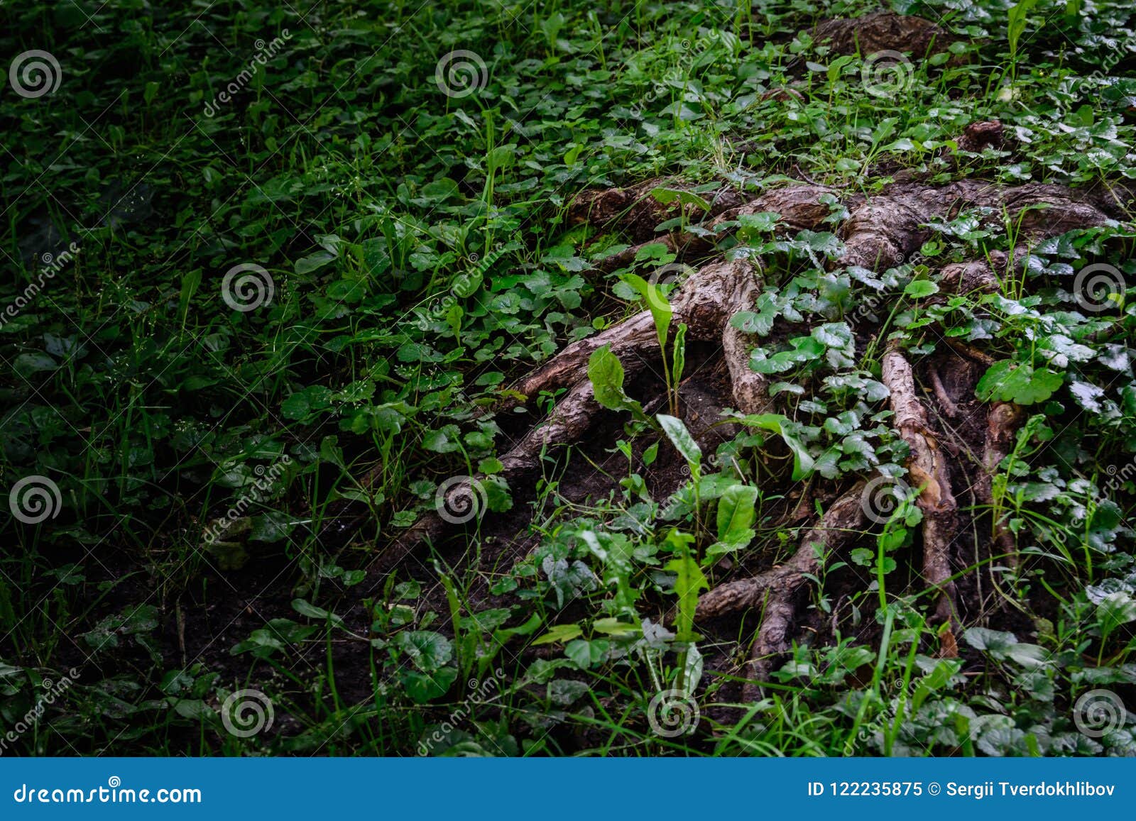 The Magical Roots of the Old Oak Tree Under the Green Grass. Deep Dark ...