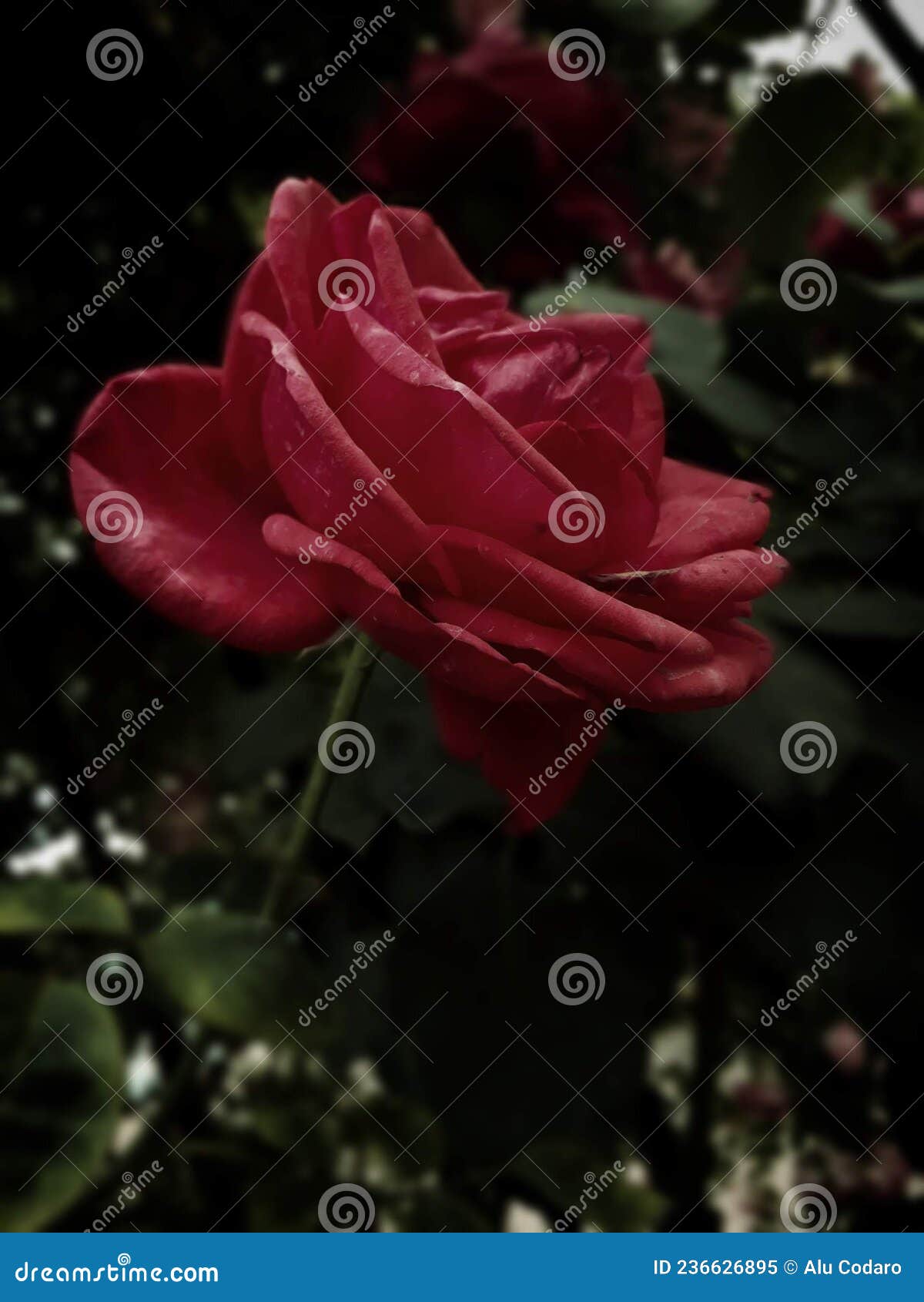 A magical Rose stock image. Image of shrub, flower, blossom - 236626895