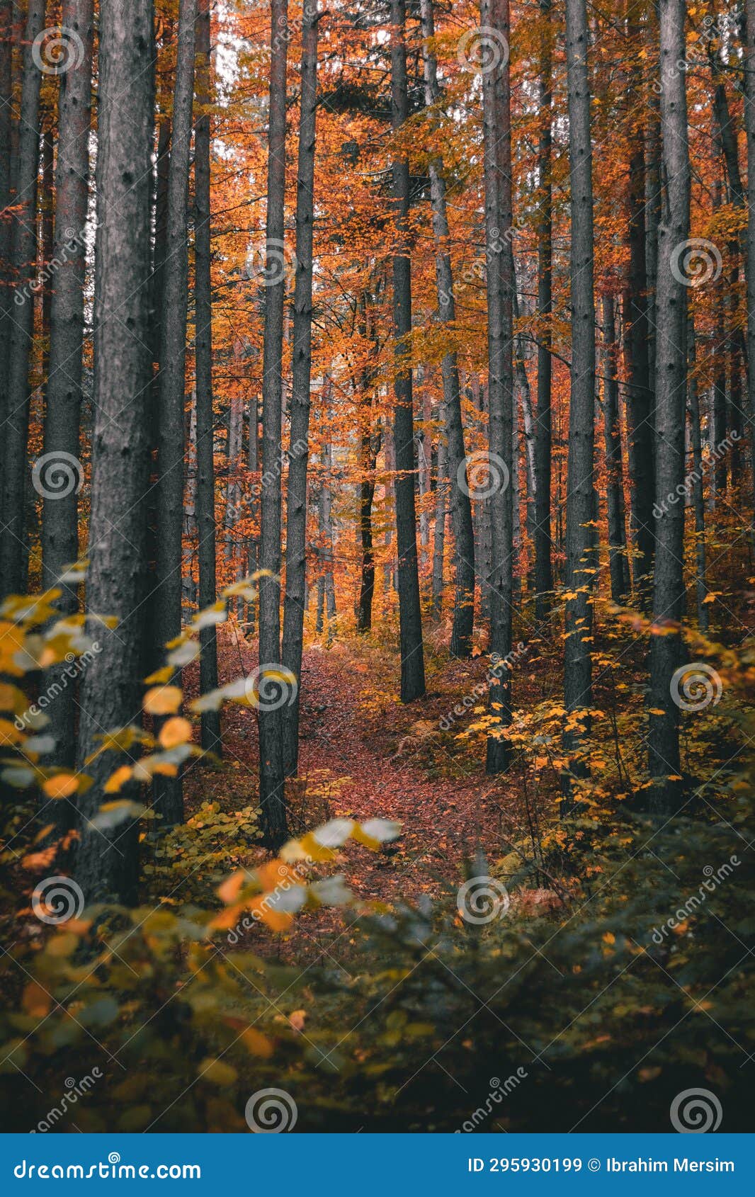 Magical Scenery in the Forest with Path Surrounded by Pine Trees. Stock ...