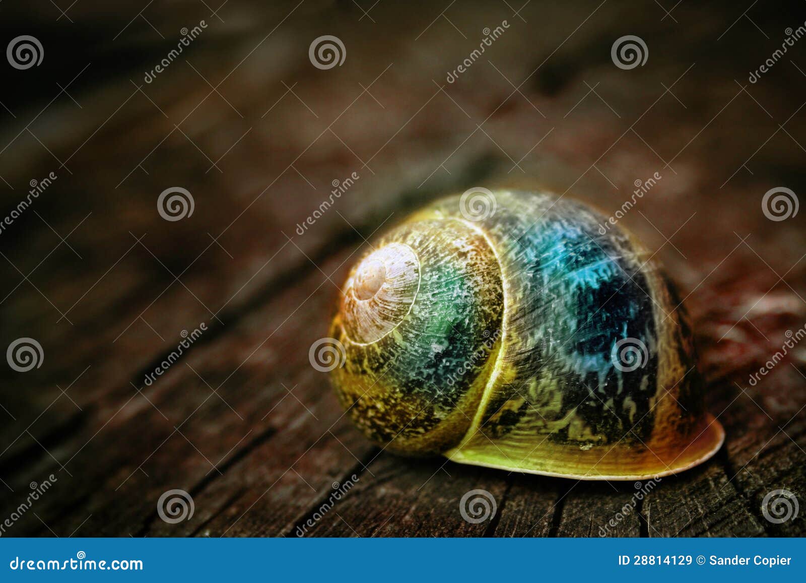 The Magical Snail stock image. Image of snail, away, texture - 28814129