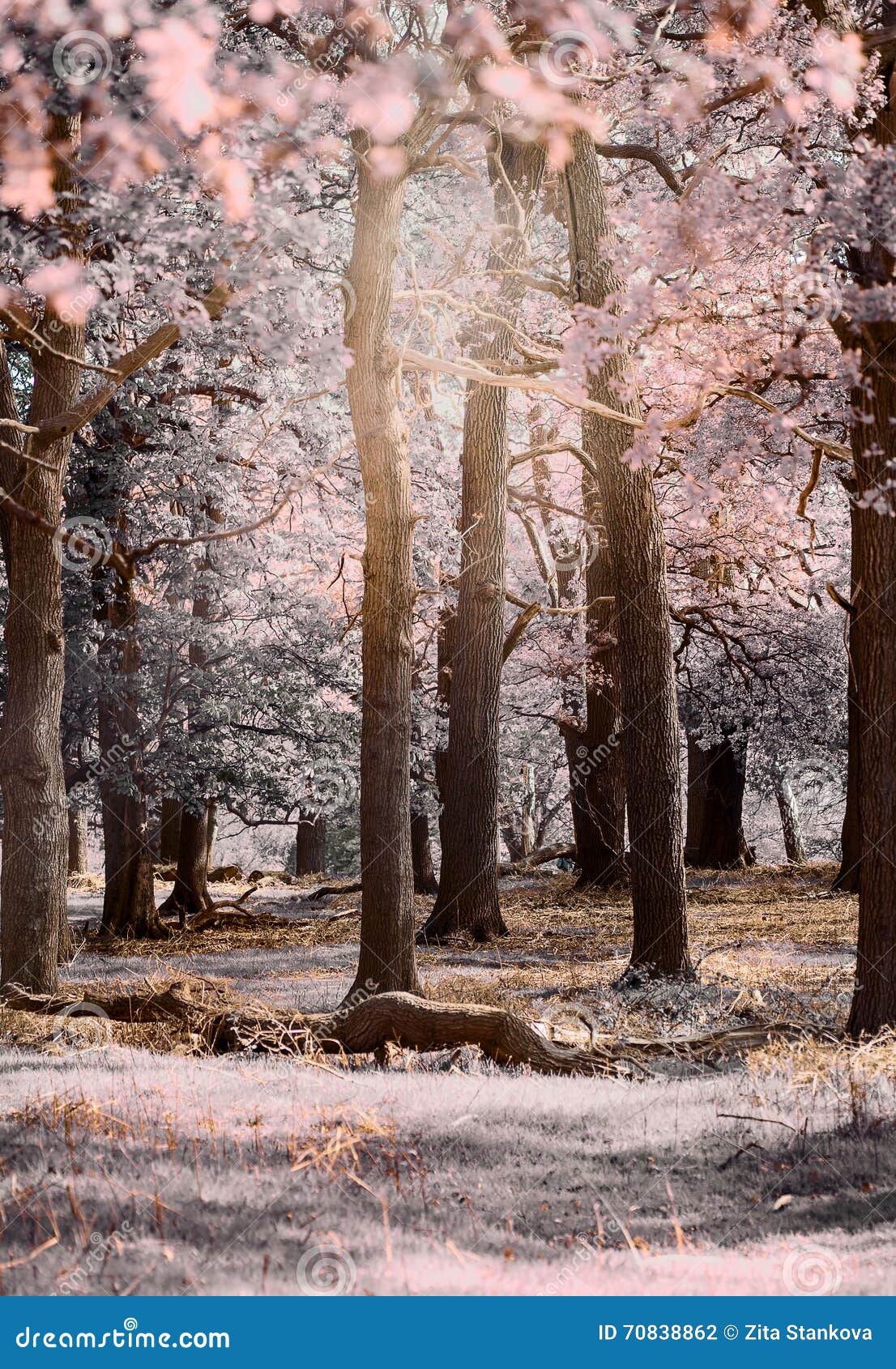 Magical spring forest stock photo. Image of nature, colors - 70838862