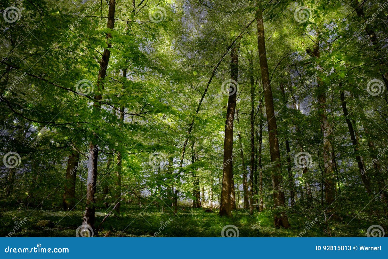Magical Spring Forrest stock image. Image of texture - 92815813