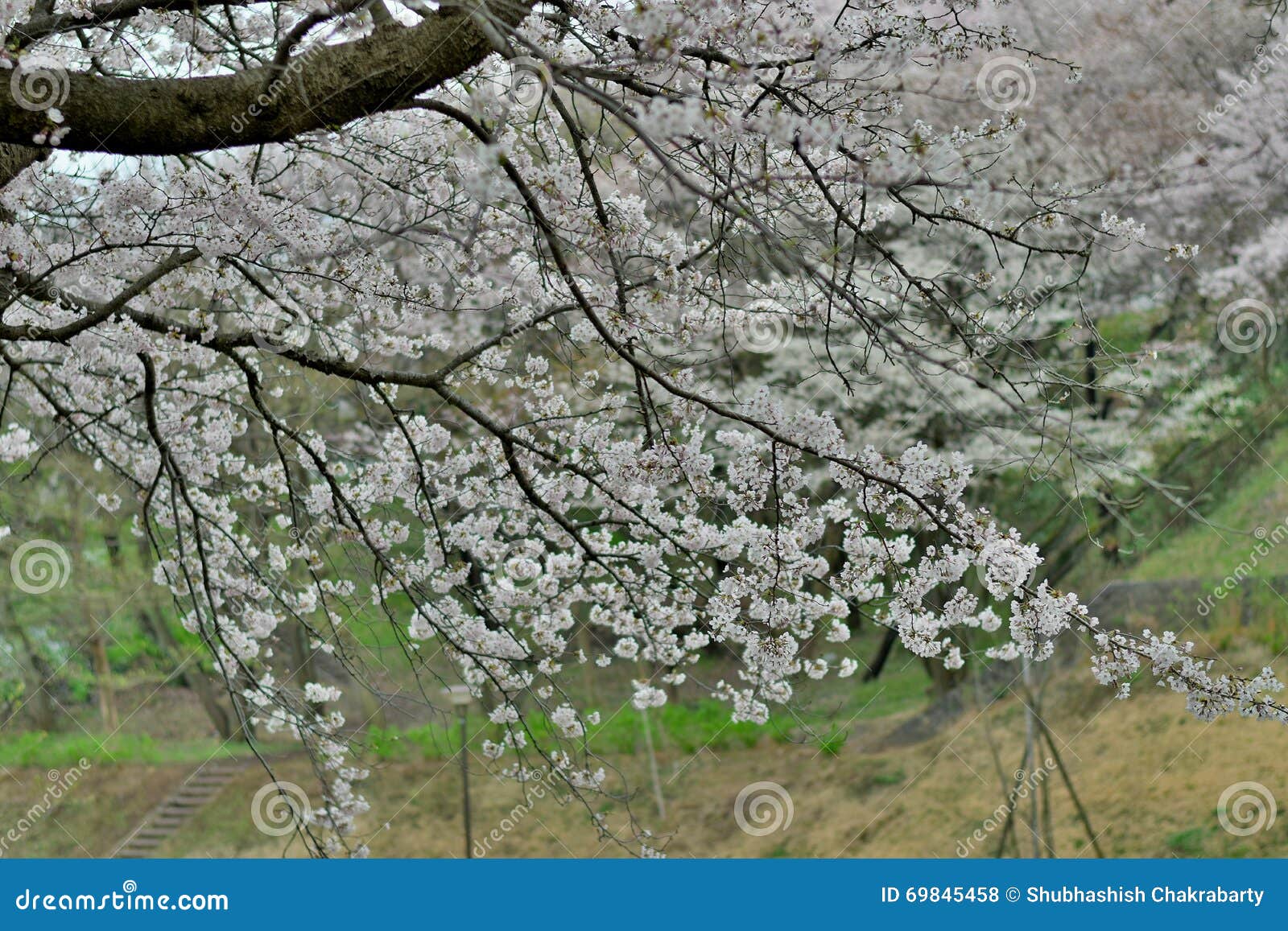 Magical Spring Landscape in Tokyo, Japan Stock Photo - Image of pink ...