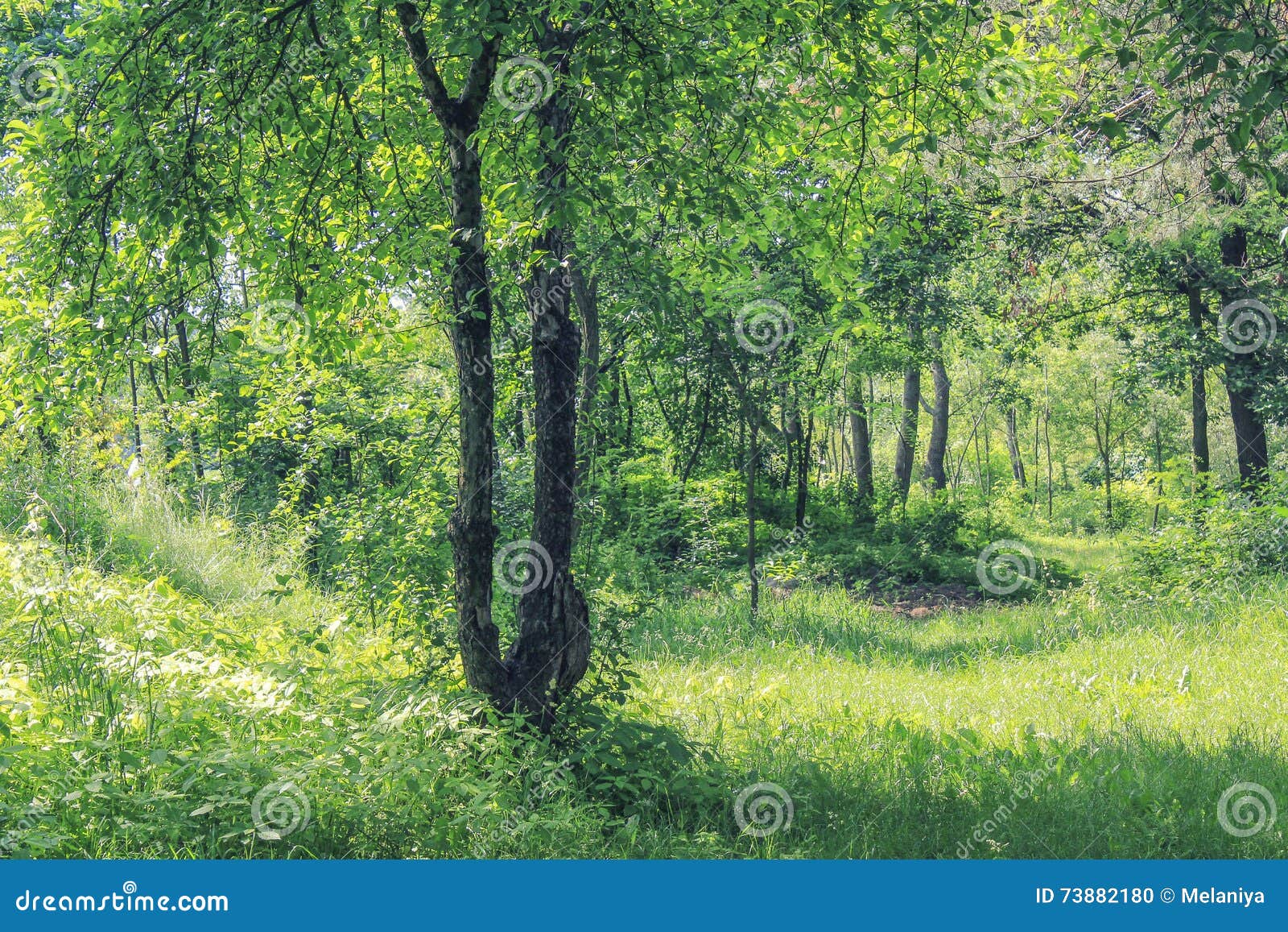 Magical summer forest stock photo. Image of bright, foliage - 73882180