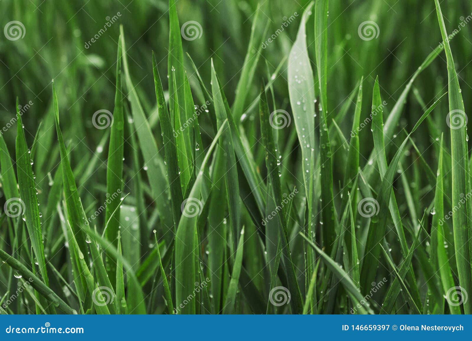 Magical Summer Green Grass Covered with Pure Dew Stock Image - Image of ...