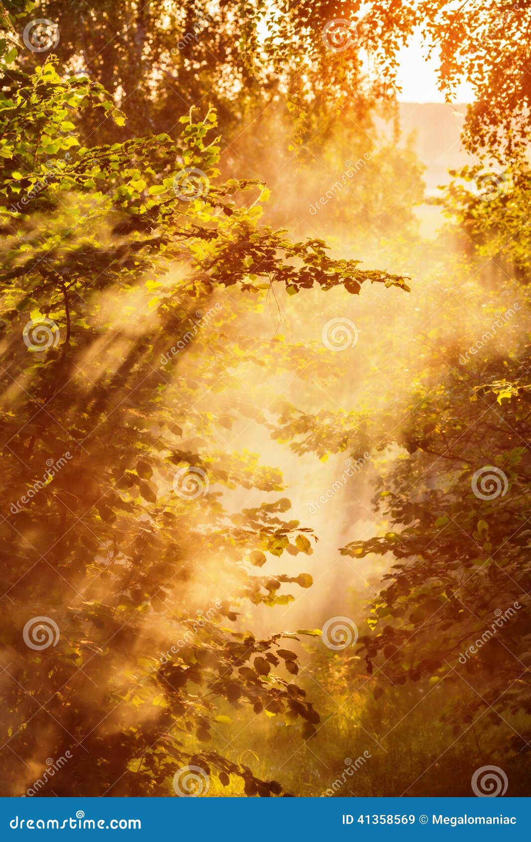 Magical sun rays stock image. Image of branch, park, foggy - 41358569