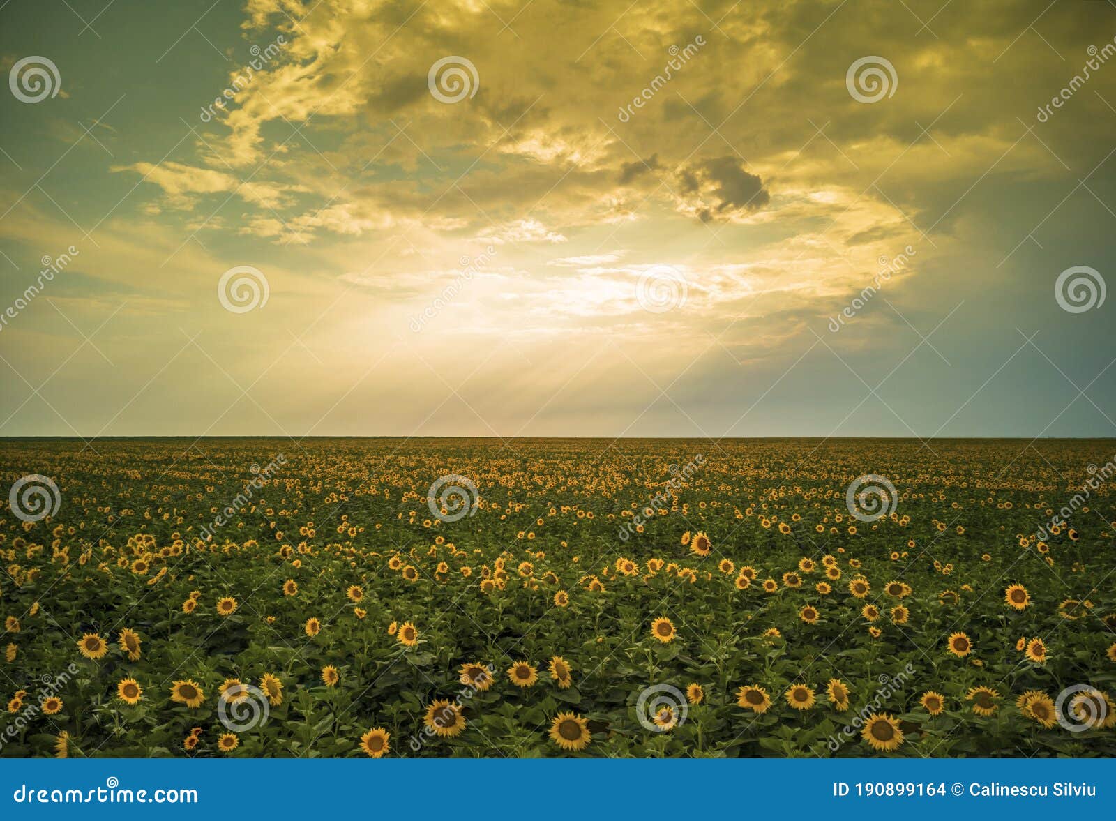 Magical Sunflowers Field Landscape Stock Photo - Image of bloom, green ...