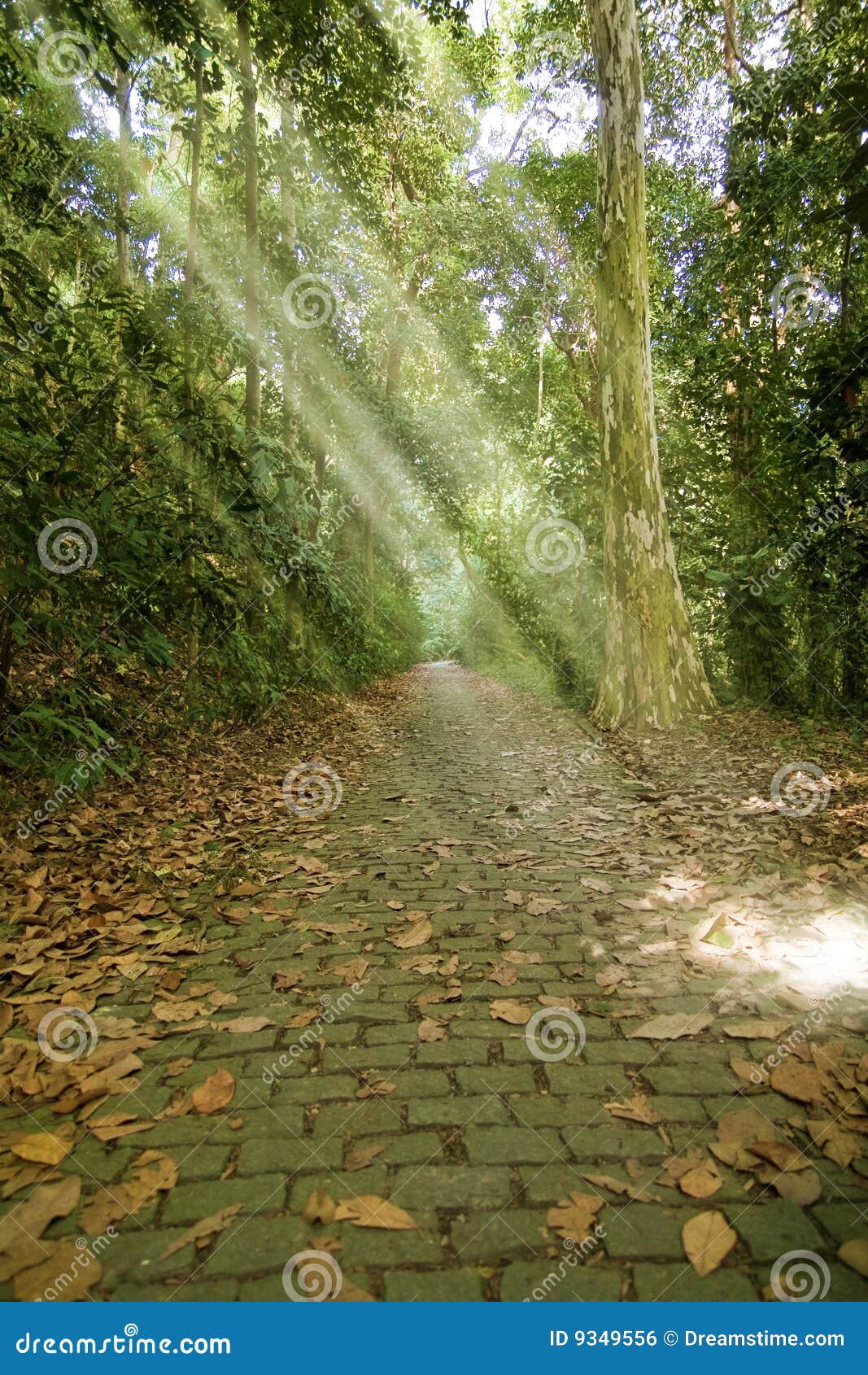 Magical sunlight stock photo. Image of line, tranquility - 9349556