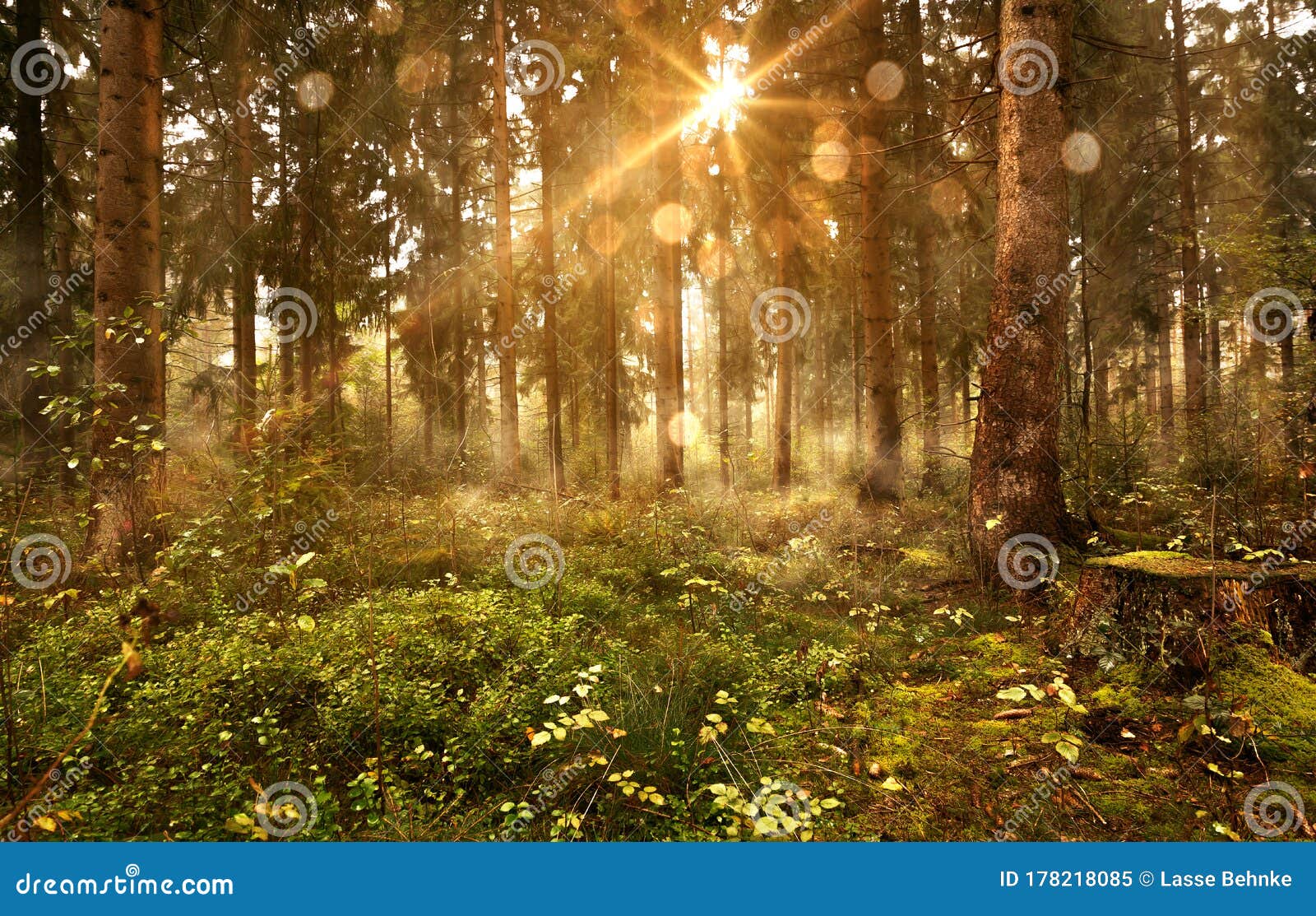 Magical Sunny Forest at Sunsrise Stock Image - Image of clearing ...