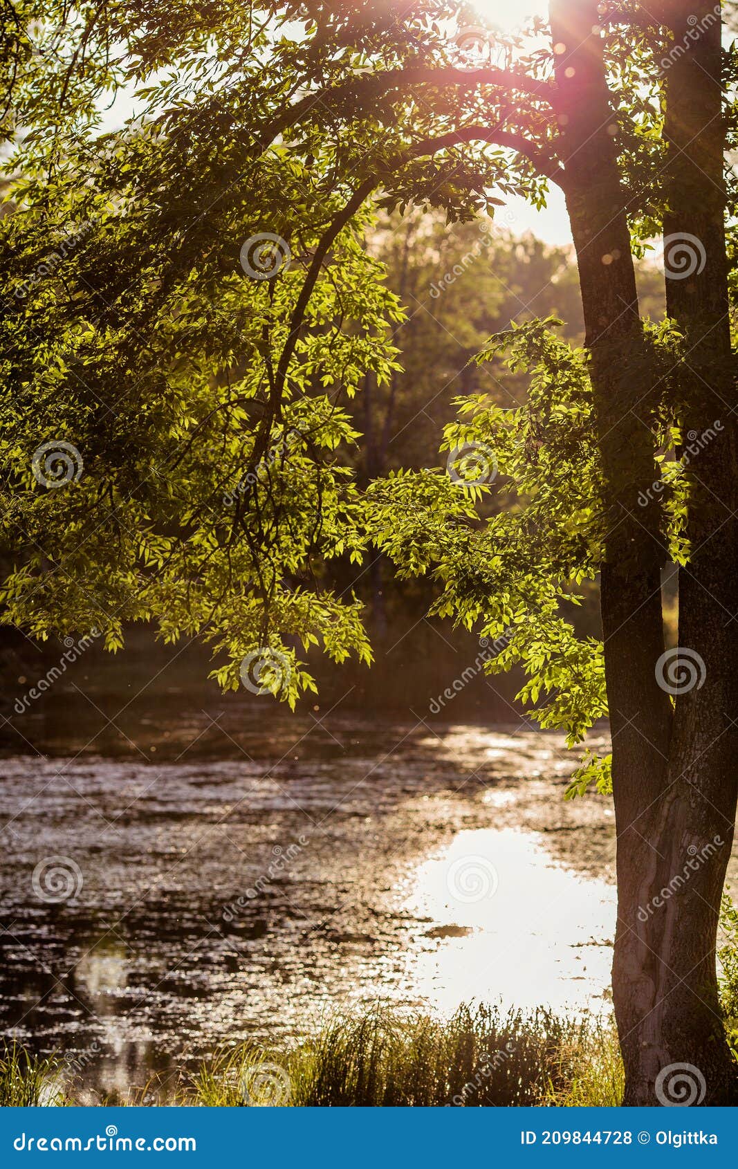 Magical Sunset with Beautiful Tree Near Water Stock Photo - Image of ...