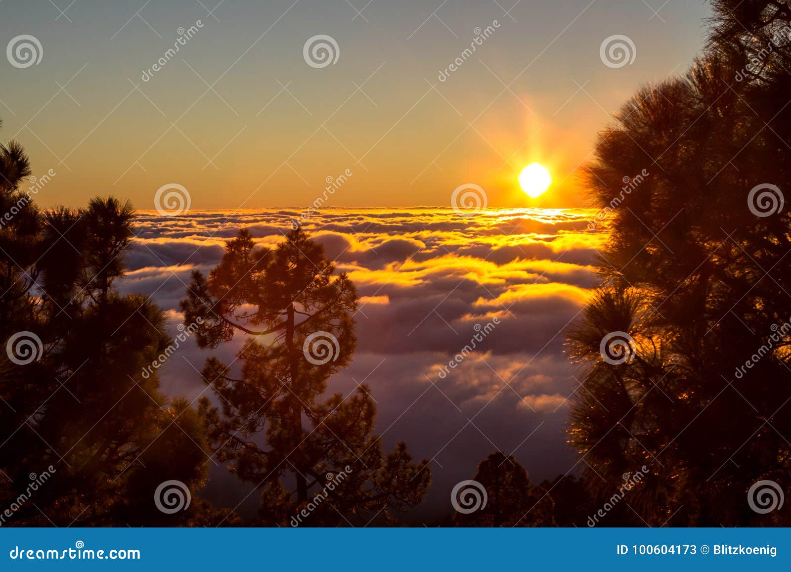 Sunset Over Misty Pine Tree Forest Stock Image - Image of nature ...