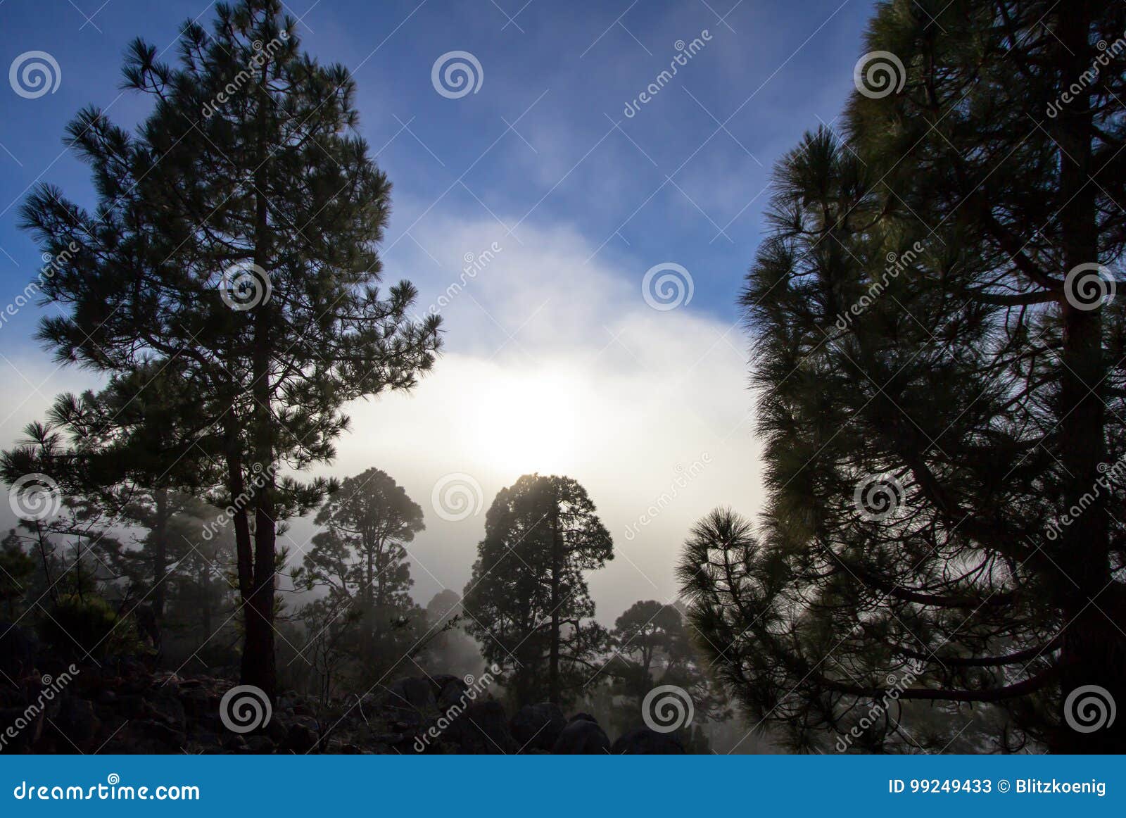 Sunset Over Misty Pine Tree Forest Stock Image - Image of light ...