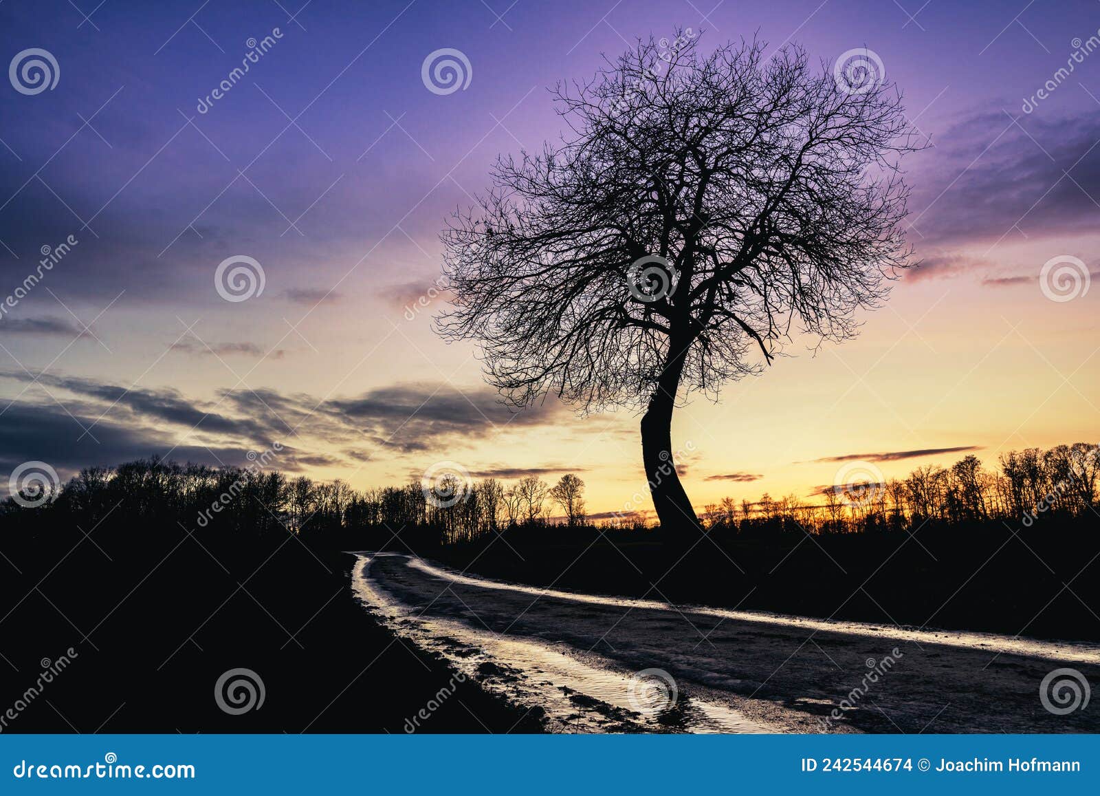 Magical sunset with tree stock photo. Image of light - 242544674