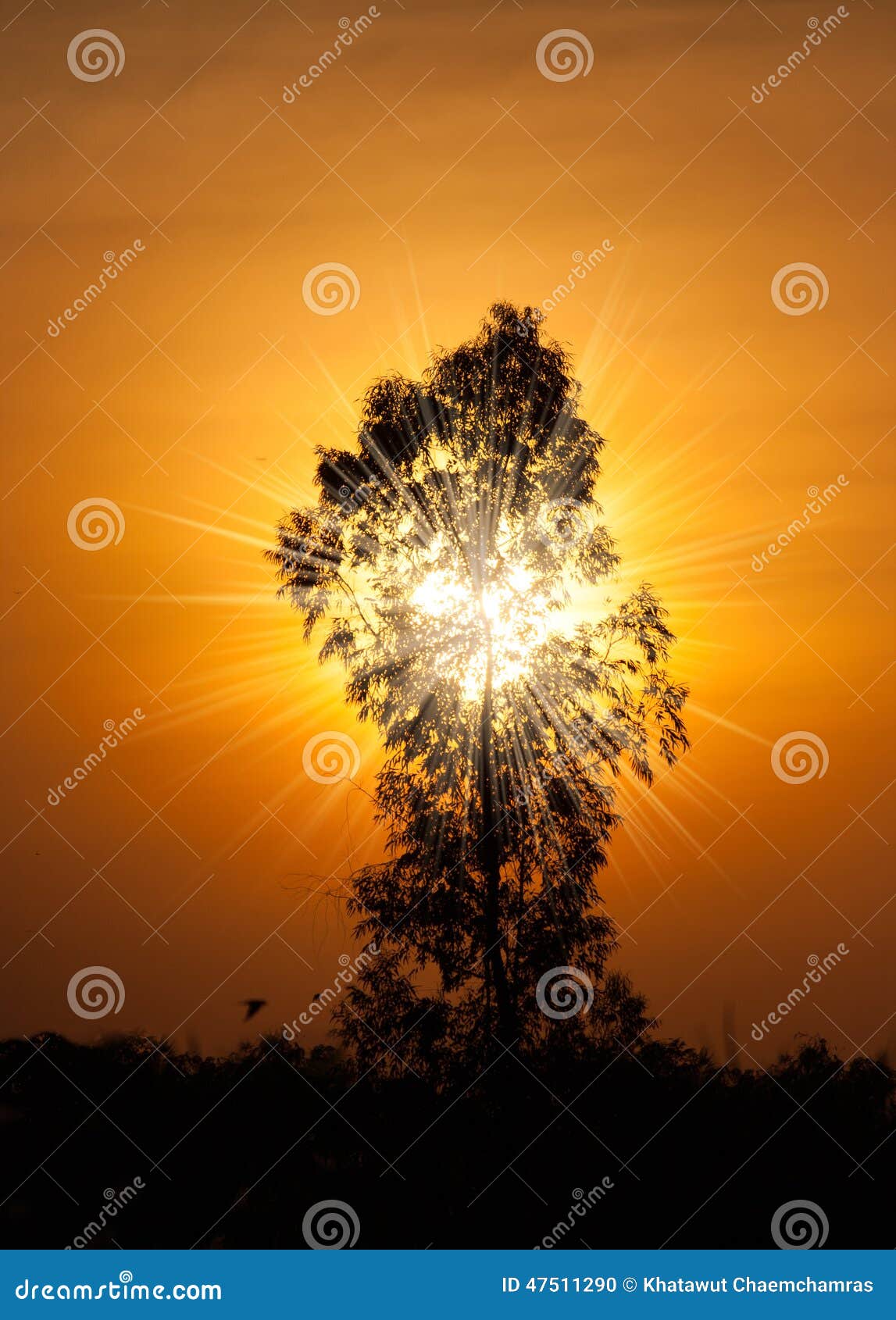 Magical sunset with tree stock photo. Image of dusk, black - 47511290