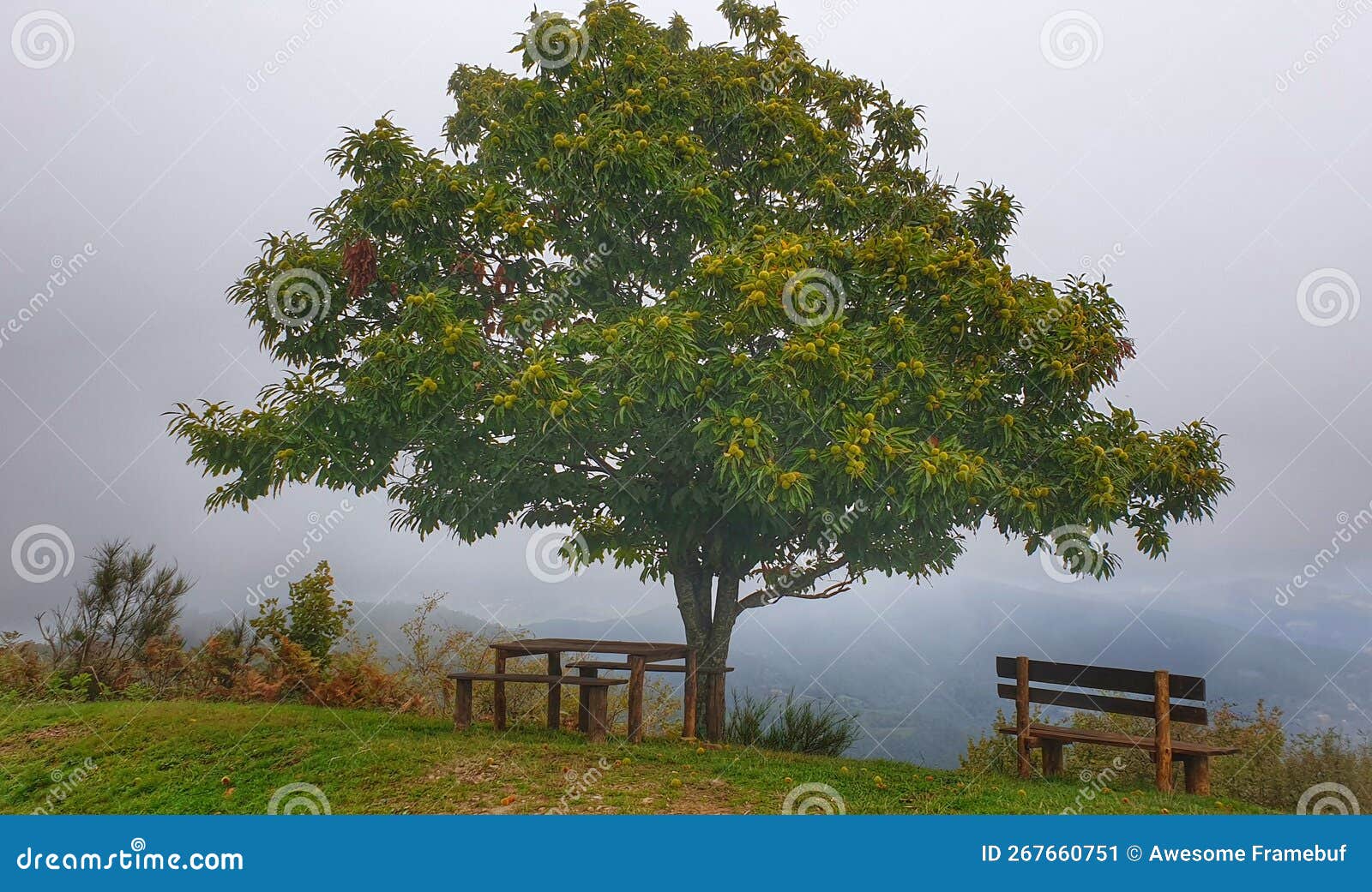 Magical three stock image. Image of plant, flower, yellow - 267660751