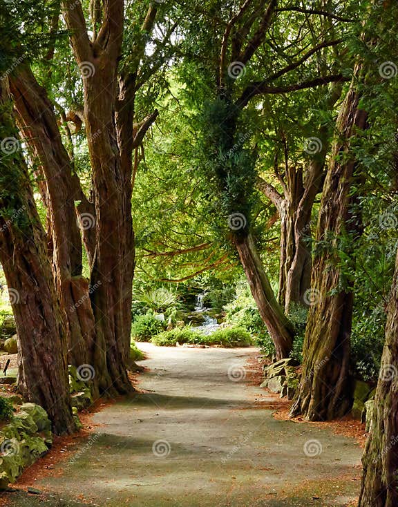 Magical Tree Alley stock image. Image of falling, europe - 43884549
