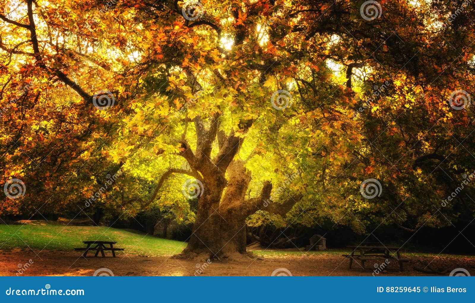 Magical Tree In Rainforest With Winding Roots. Royalty-Free Stock ...