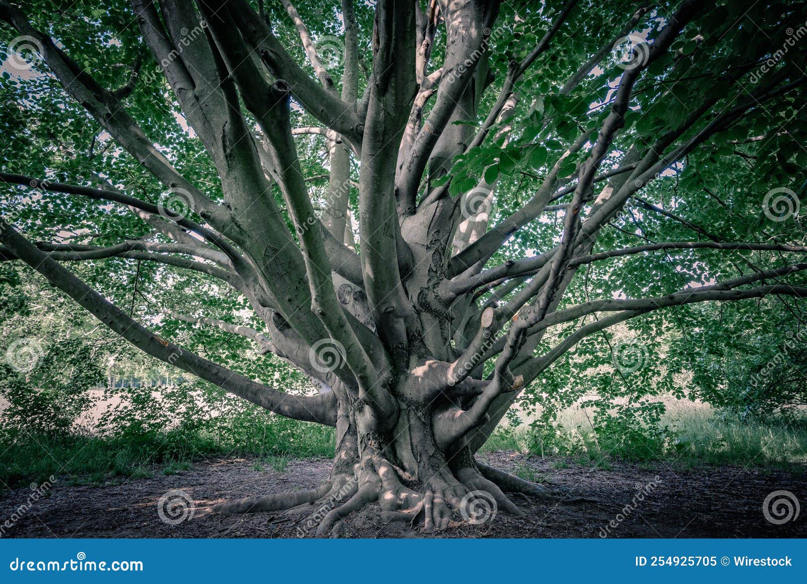Magical Tree in the Forest with a Lot of Branches Stock Image - Image ...