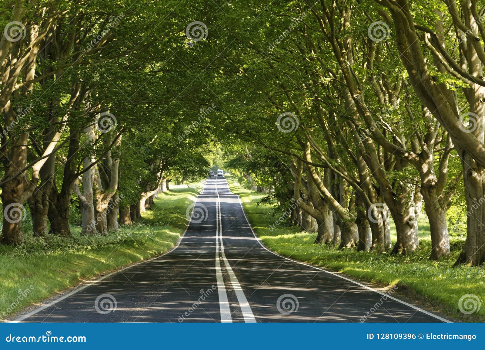 Road through a Tree Tunnel in the Sun Stock Photo - Image of forest ...