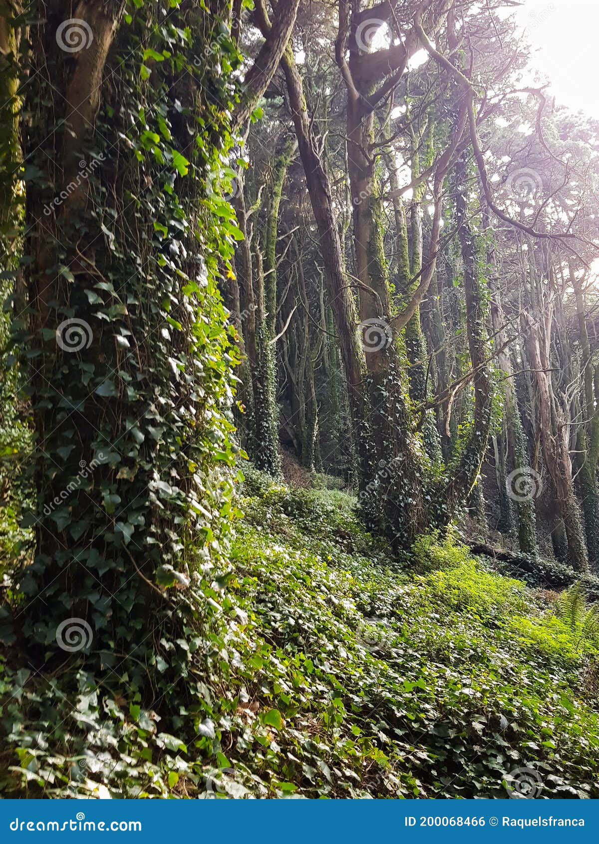 Magical Trees with Ivy on Trunk Stock Photo - Image of portugal, trunk ...